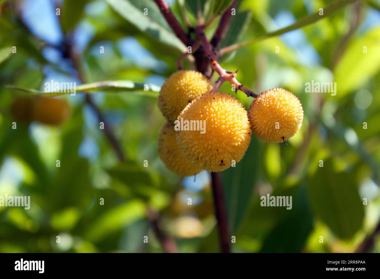Yellow fruit of the arbutus tree, selective focus. Strawberry tree ...