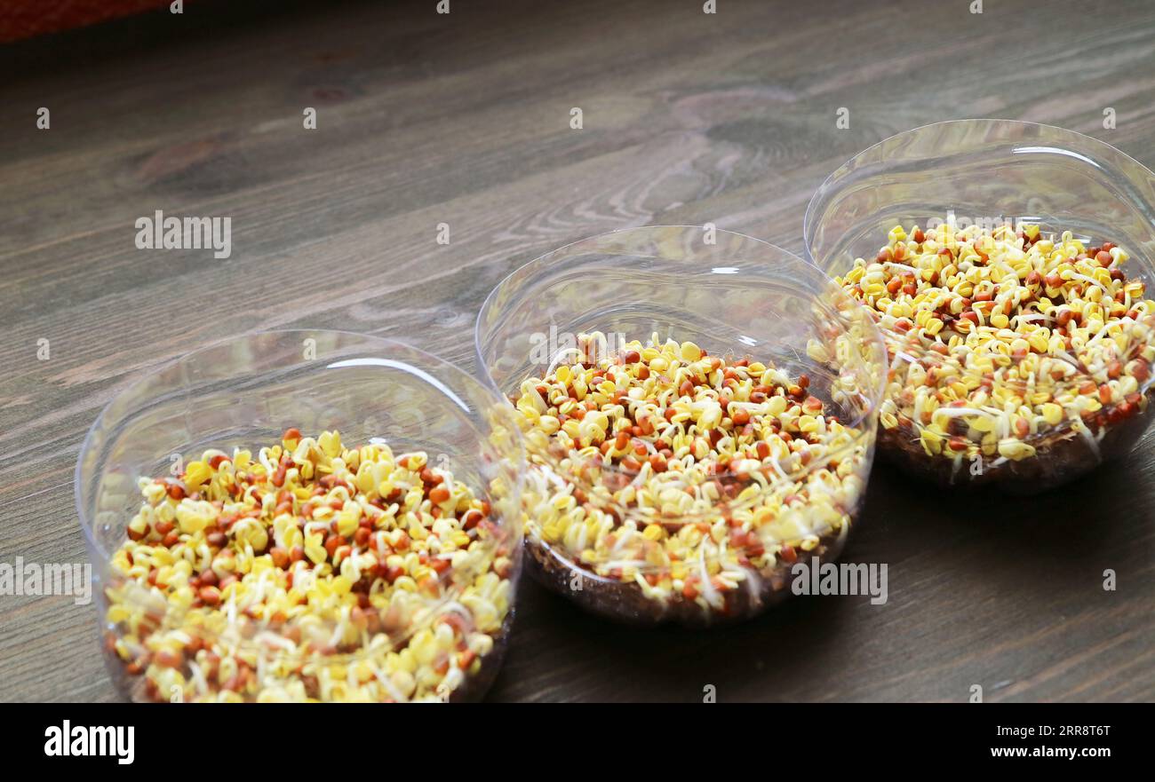 Closeup of Daikon Kaiware Sprouts Germination in Reuse PET Water ...