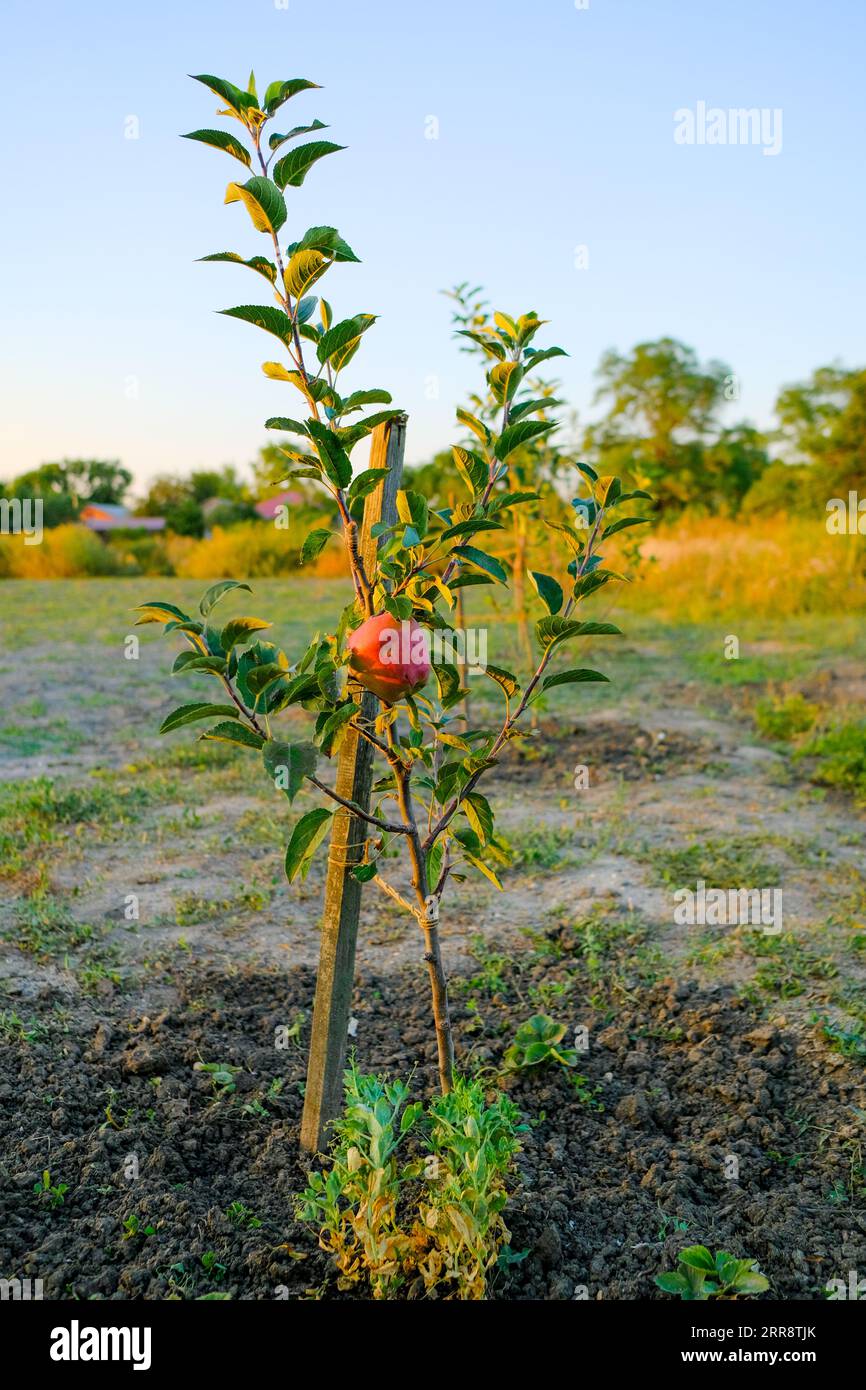 Ranet tree hi-res stock photography and images - Alamy