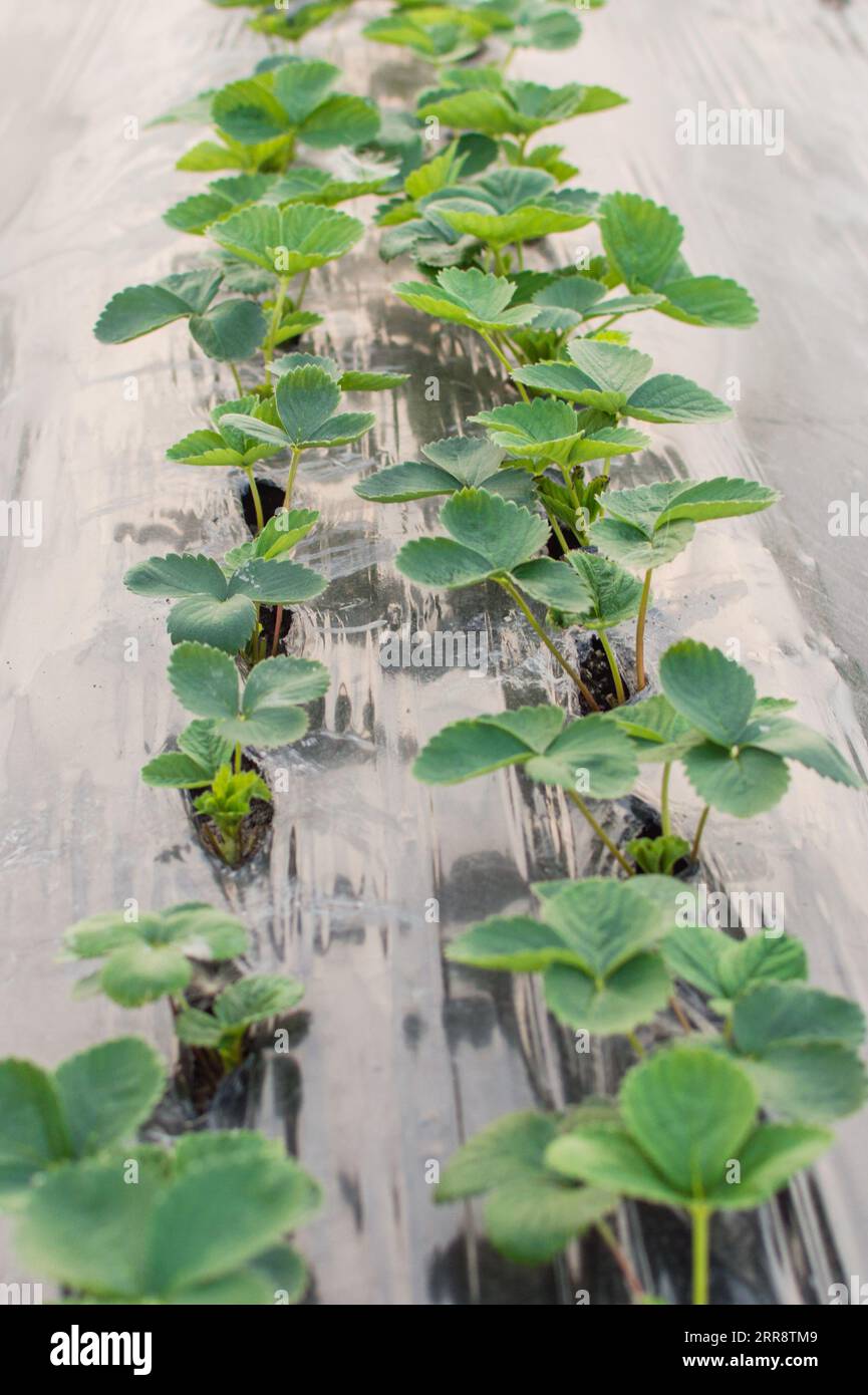 strawberry seedlings in greenhouses in rows under a black film Stock ...