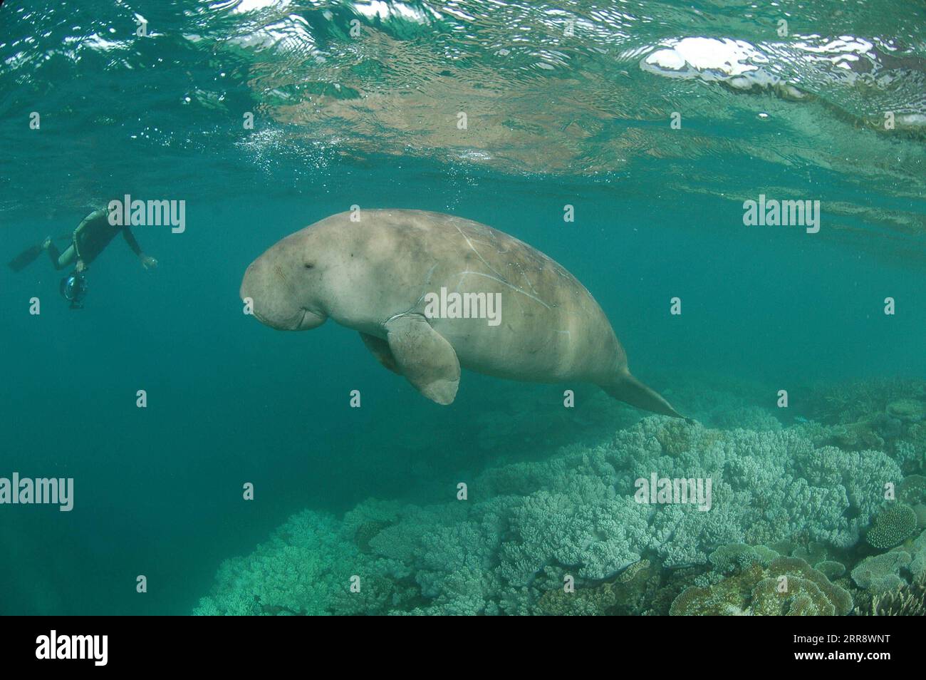 Dugongs Food Chain