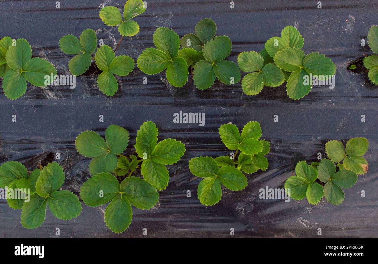 strawberry seedlings in greenhouses in rows under a black film Stock ...