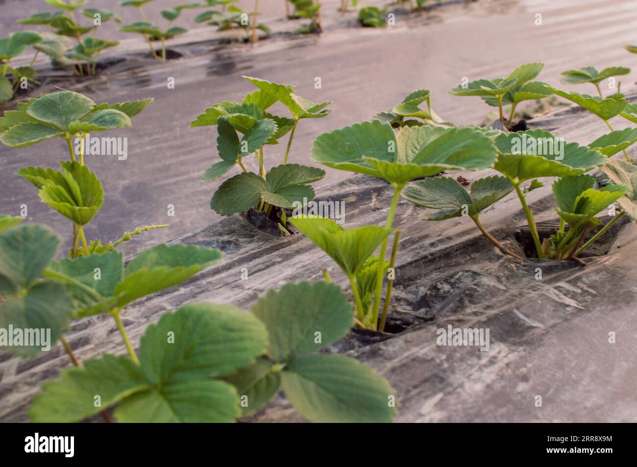 strawberry seedlings in greenhouses in rows under a black film Stock ...