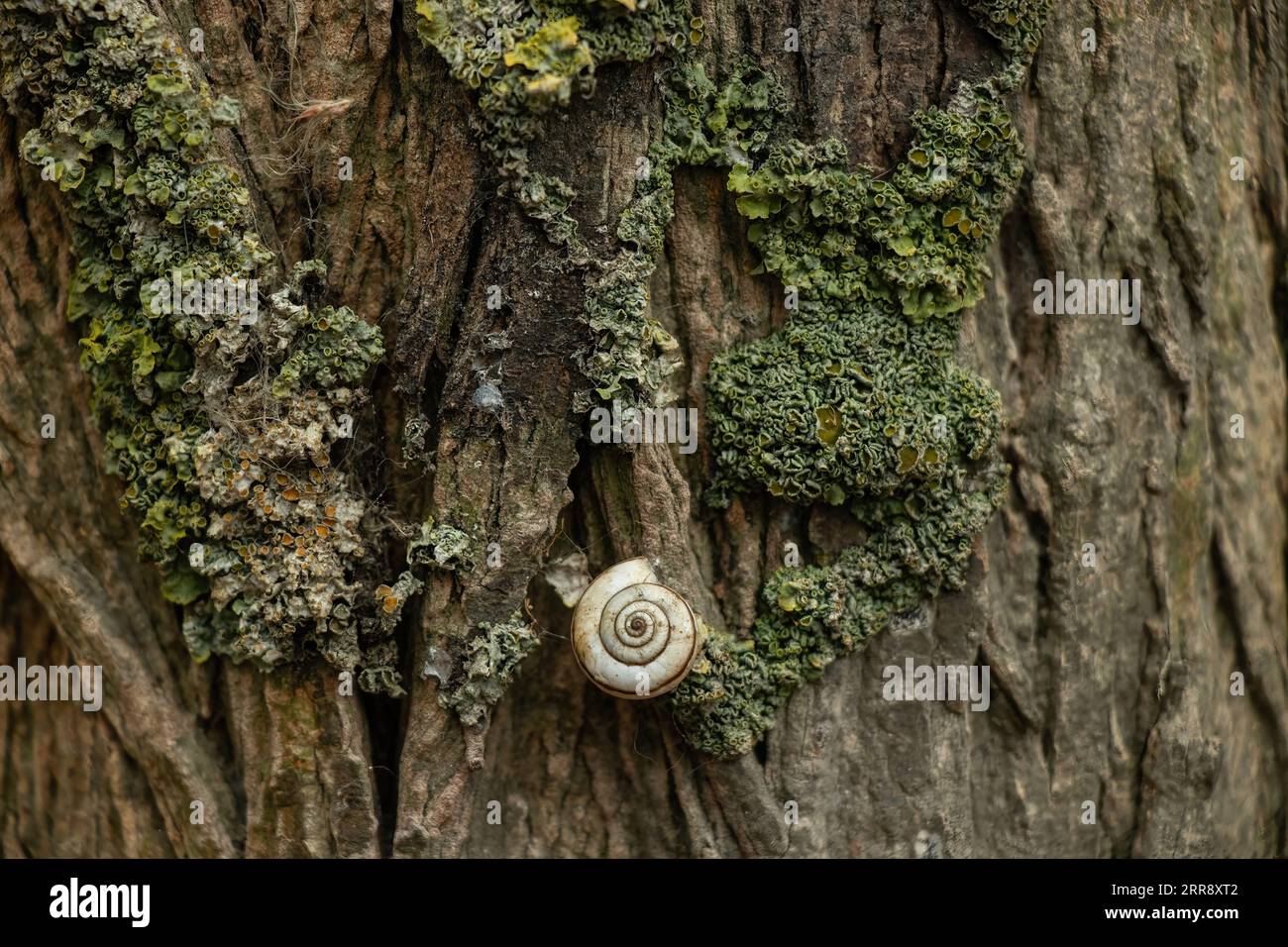 Photo of tree texture with moss on it Stock Photo - Alamy