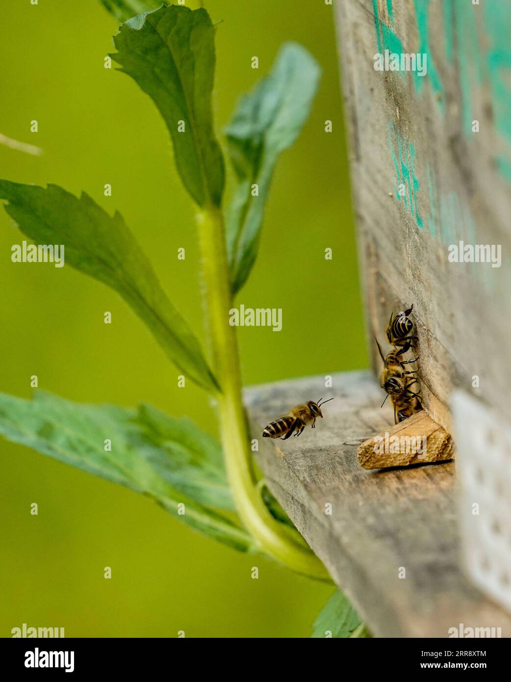 210520 -- CHONGQING, May 20, 2021 -- Photo taken on May 19, 2021 shows ...