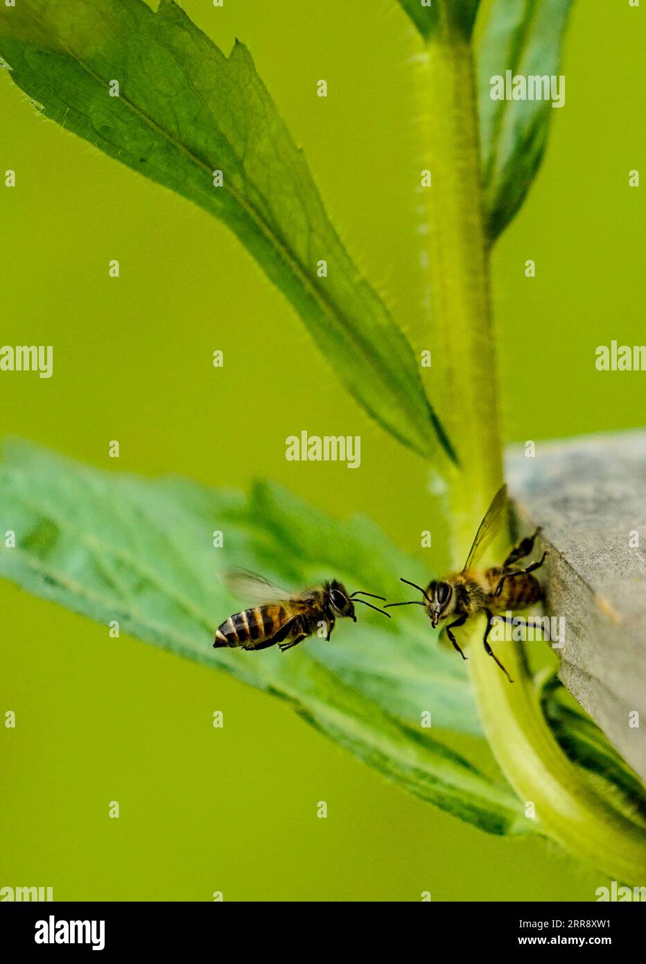 China chongqing beekeeping hi-res stock photography and images - Alamy