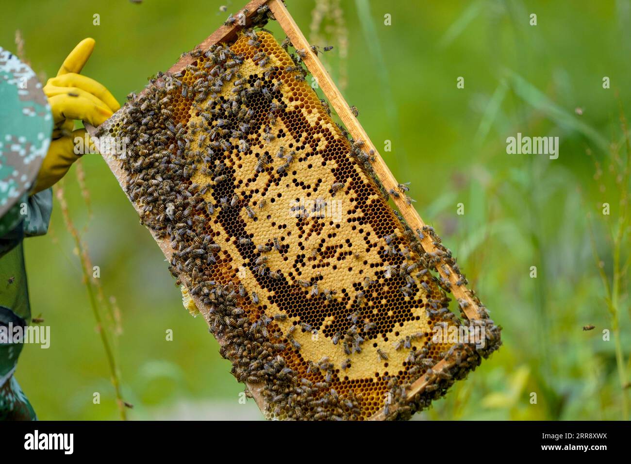 210520 -- CHONGQING, May 20, 2021 -- Beekeeping expert Cheng Yonghong ...