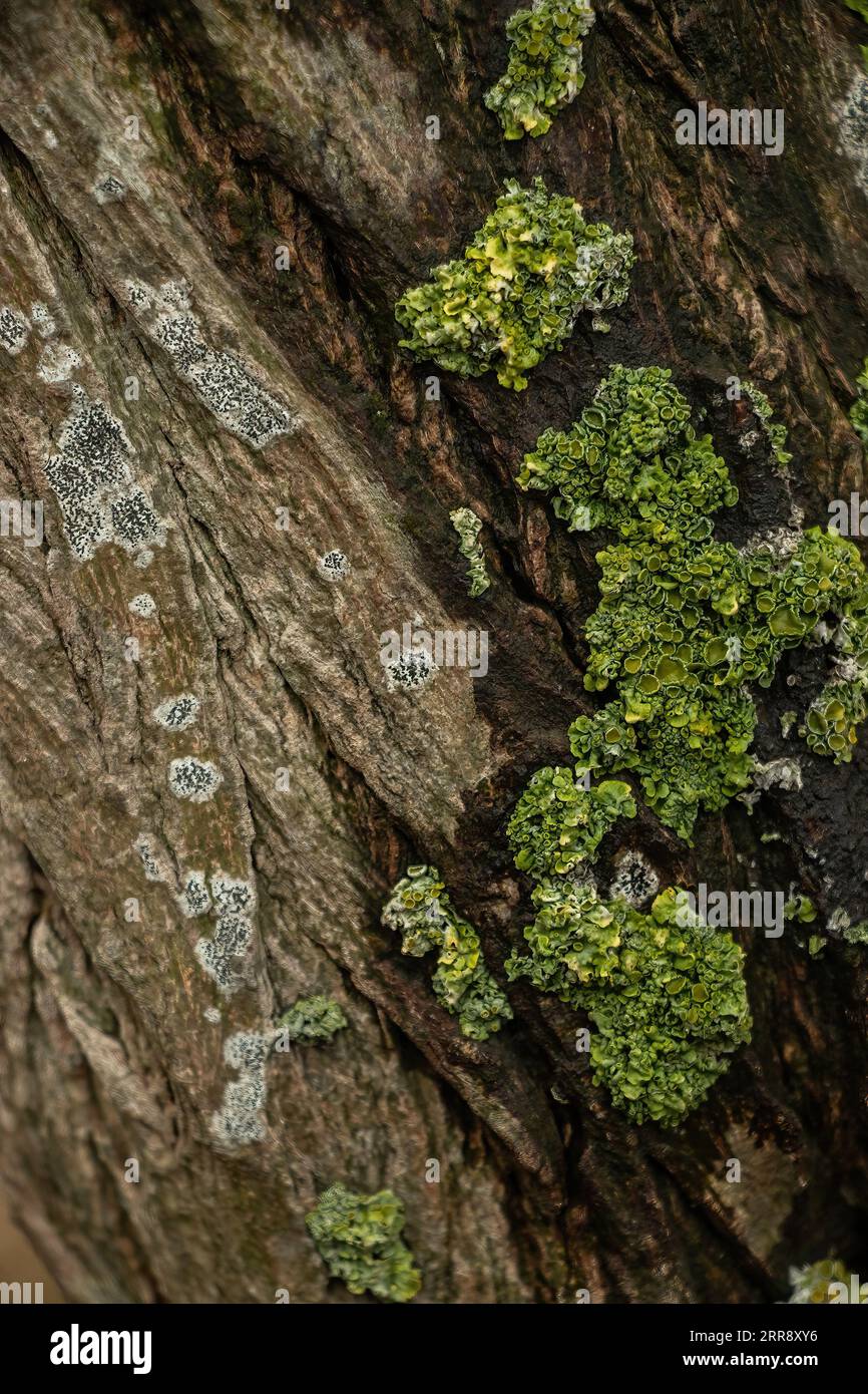 Photo of tree texture with moss on it Stock Photo - Alamy