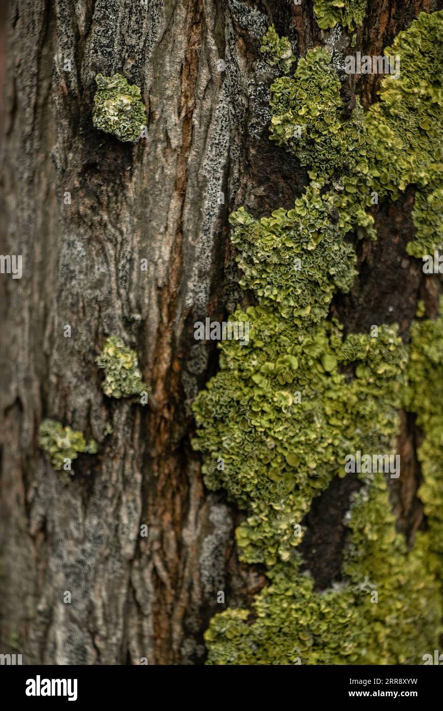 Photo of tree texture with moss on it Stock Photo - Alamy