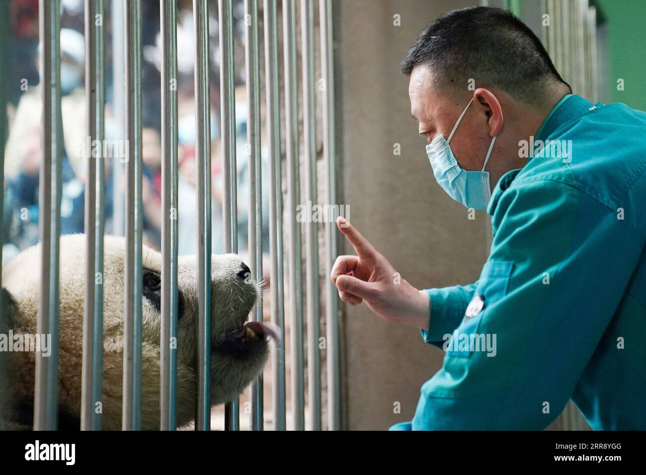 210521 -- BEIJING, May 21, 2021 -- Ma Tao trains giant panda Meng Er at ...