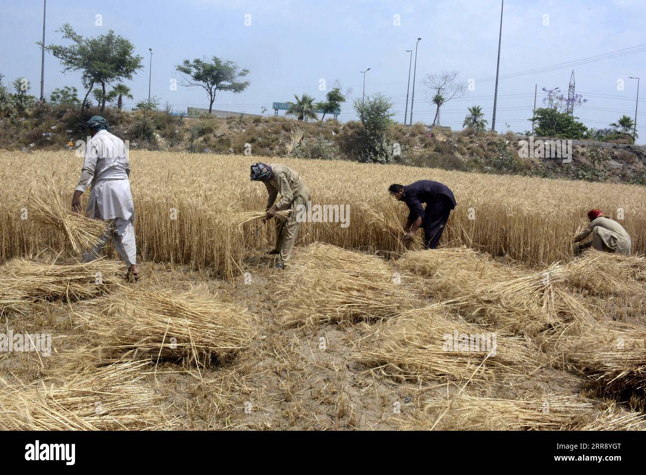 210521 -- LAHORE, May 21, 2021 -- Farmers harvest wheat on the ...