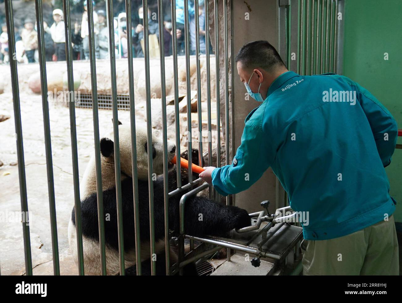 210521 -- BEIJING, May 21, 2021 -- Ma Tao feeds giant panda Meng Er at ...