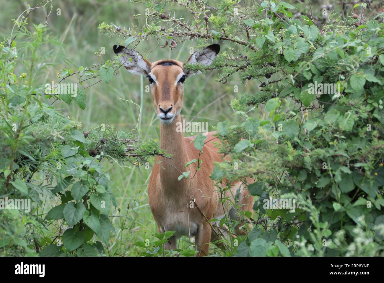 210521 -- NAIROBI, May 21, 2021 -- An impala is seen at Nairobi ...