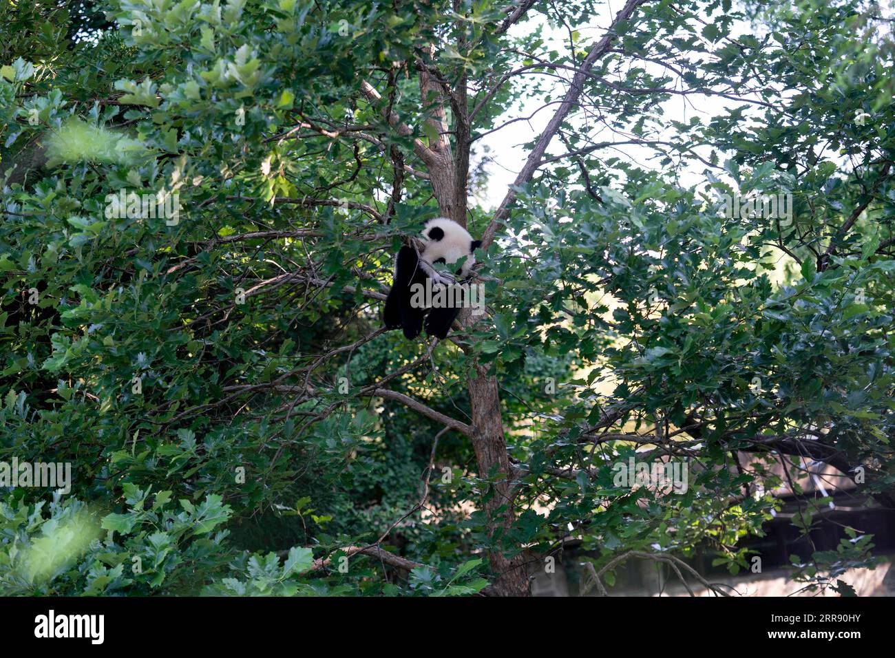 Cub nation hi-res stock photography and images - Alamy