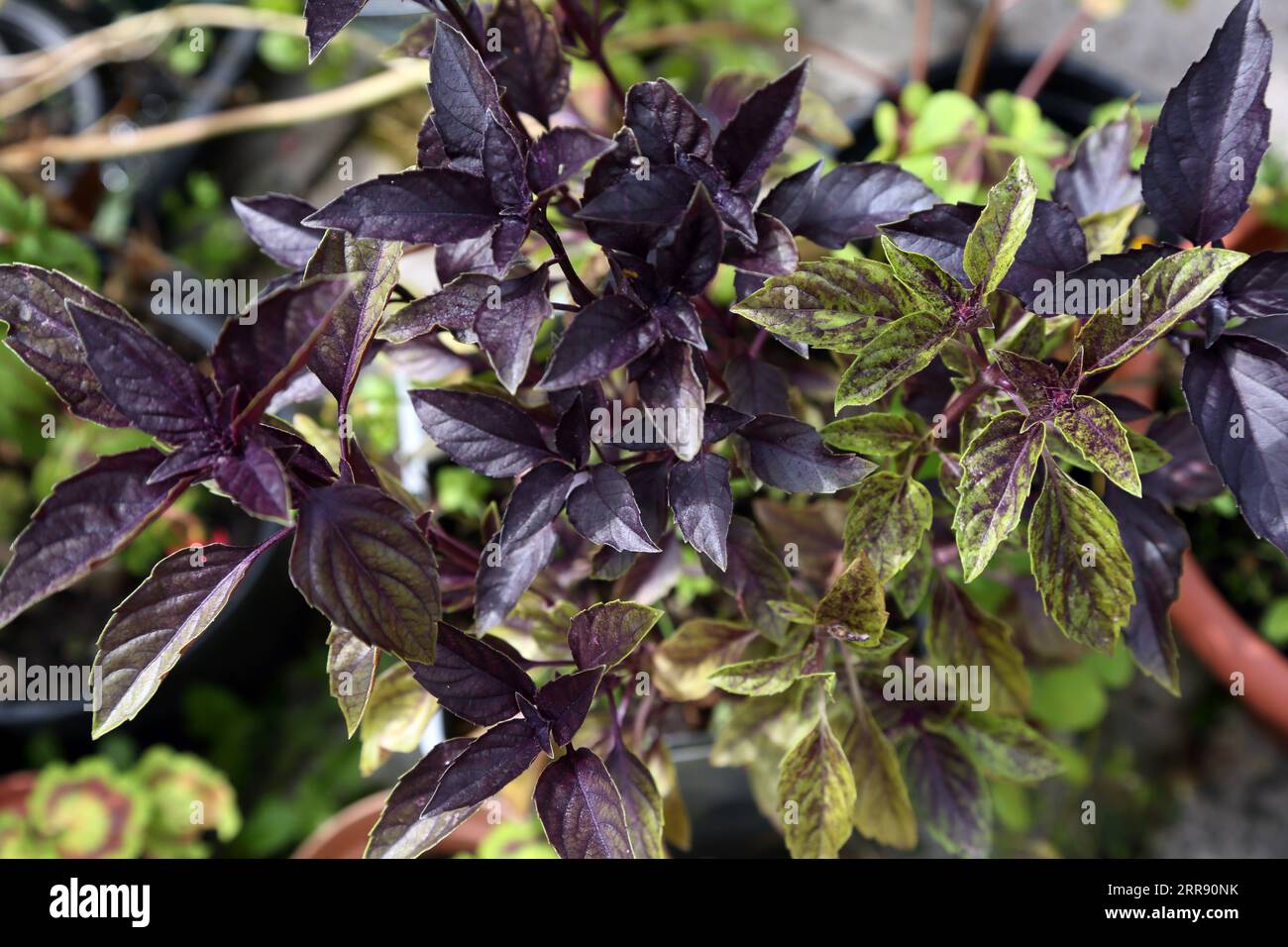 Growing edible herbs hi-res stock photography and images - Alamy