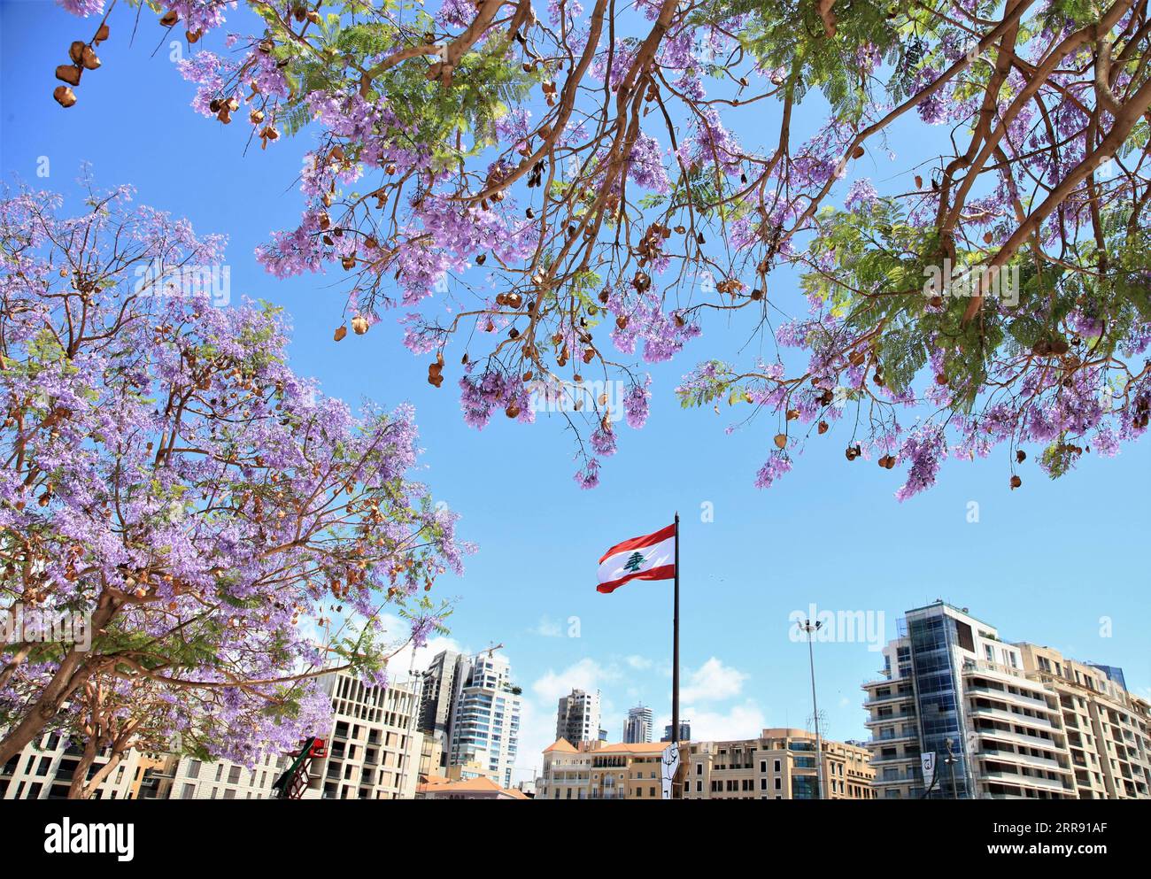 210523 -- BEIRUT, May 23, 2021 -- Jacaranda trees are in full bloom in ...