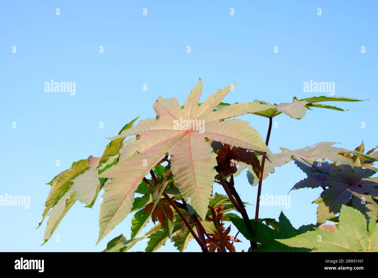 Castor cultivation hi-res stock photography and images - Alamy