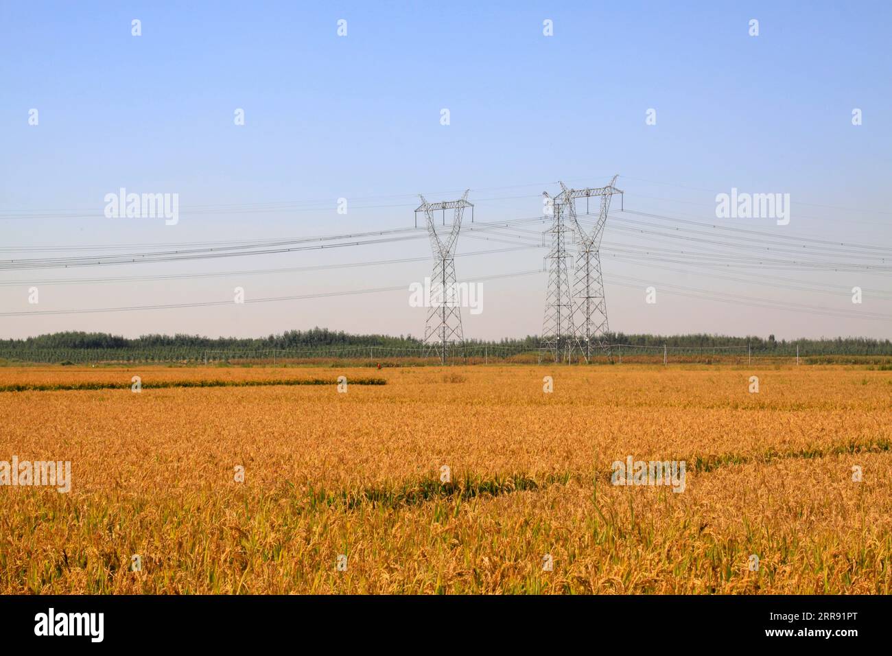 electric tower in the rice fields Stock Photo - Alamy