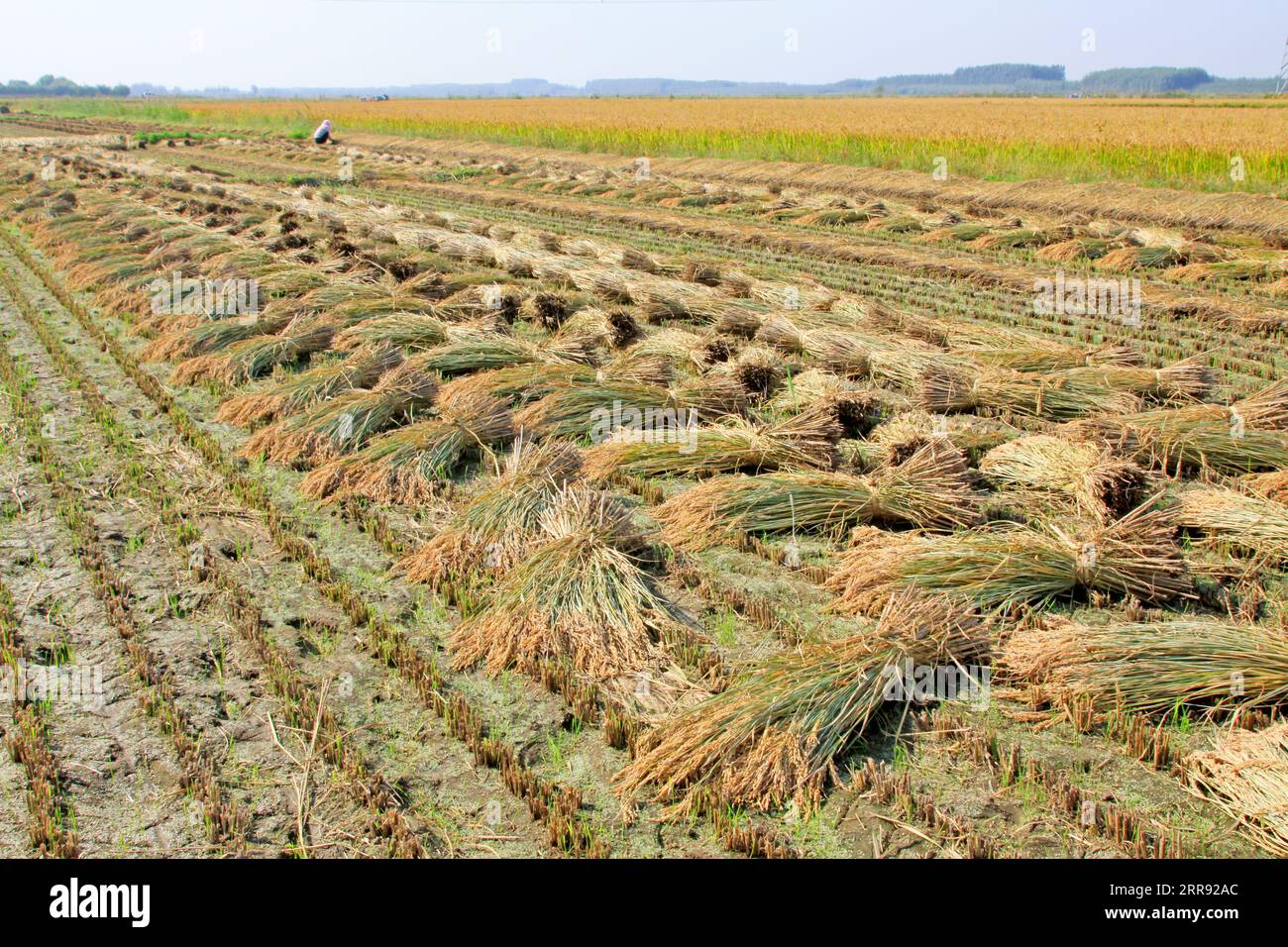 Rice plant bundles hi-res stock photography and images - Alamy