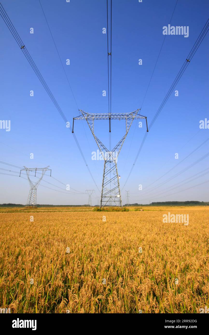 Rice and electric tower Stock Photo - Alamy