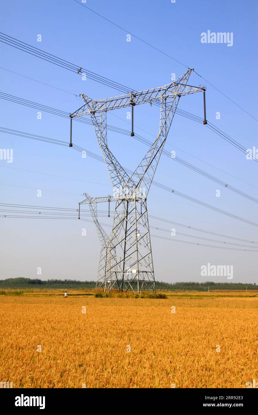 Rice and electric tower Stock Photo - Alamy