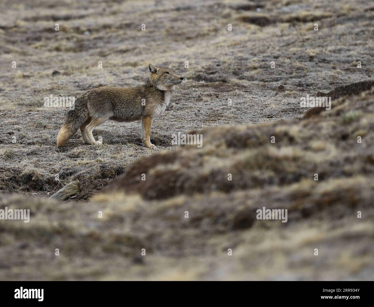 Tibetan fox hi-res stock photography and images - Alamy