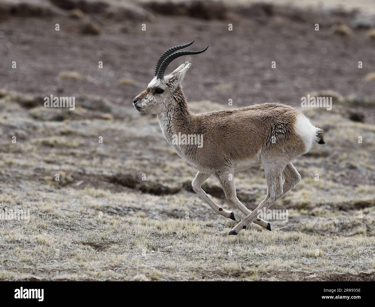 Yangtze river animals hi-res stock photography and images - Alamy