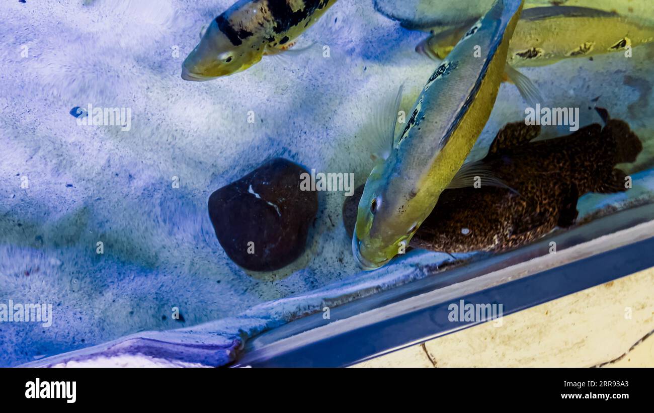 Diverse fish variety displayed in small local zoo Stock Photo - Alamy