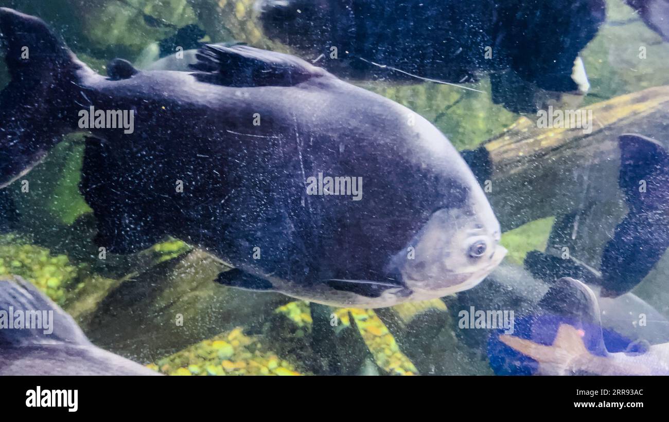 Diverse fish variety displayed in small local zoo Stock Photo - Alamy