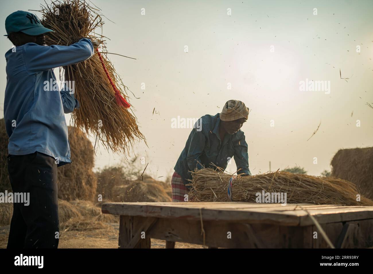Karjat, India November 27 2022 A farmer threshing, beating the sheaves ...