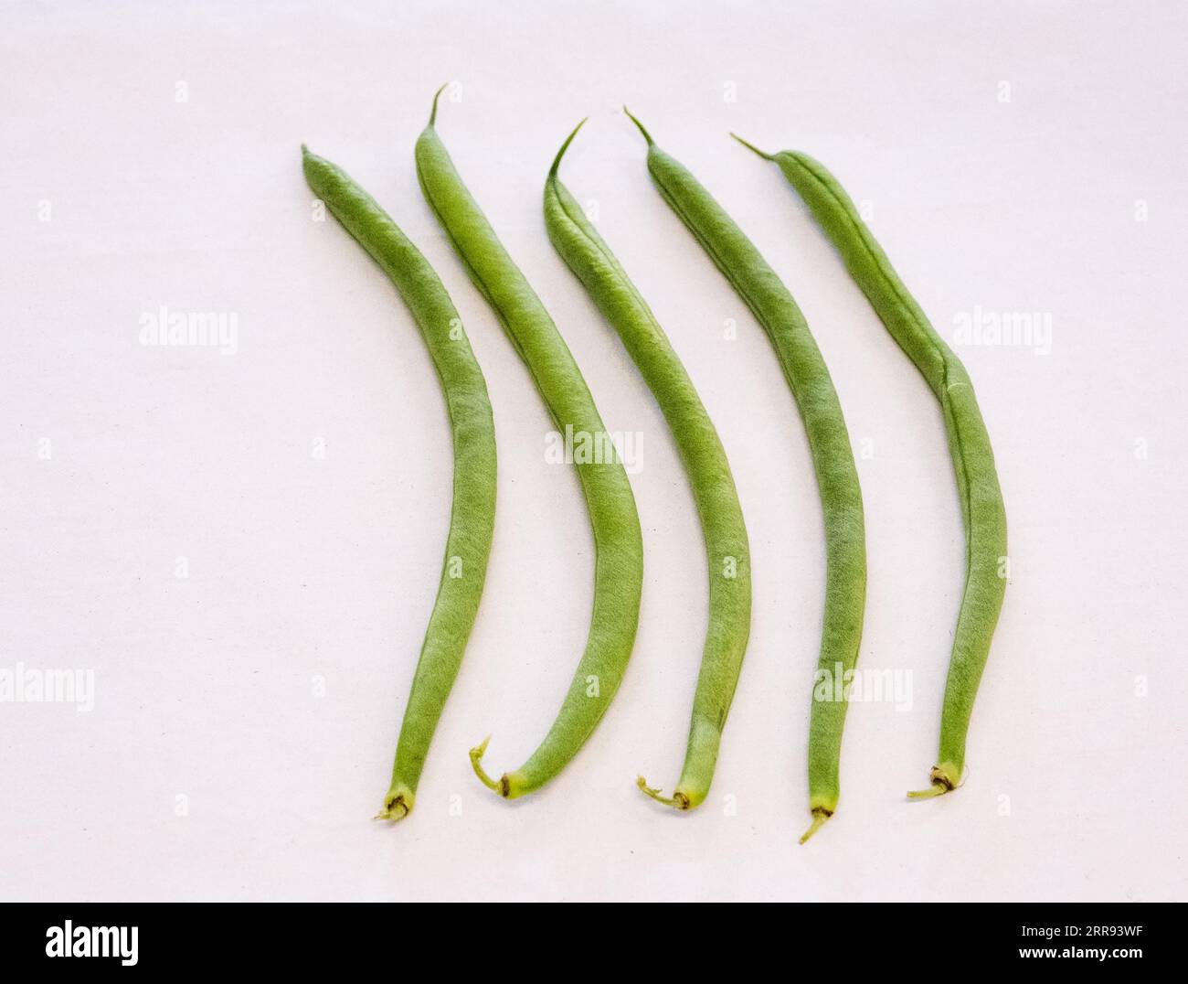 Selection of prize runner beans entered into a village autumn show ...