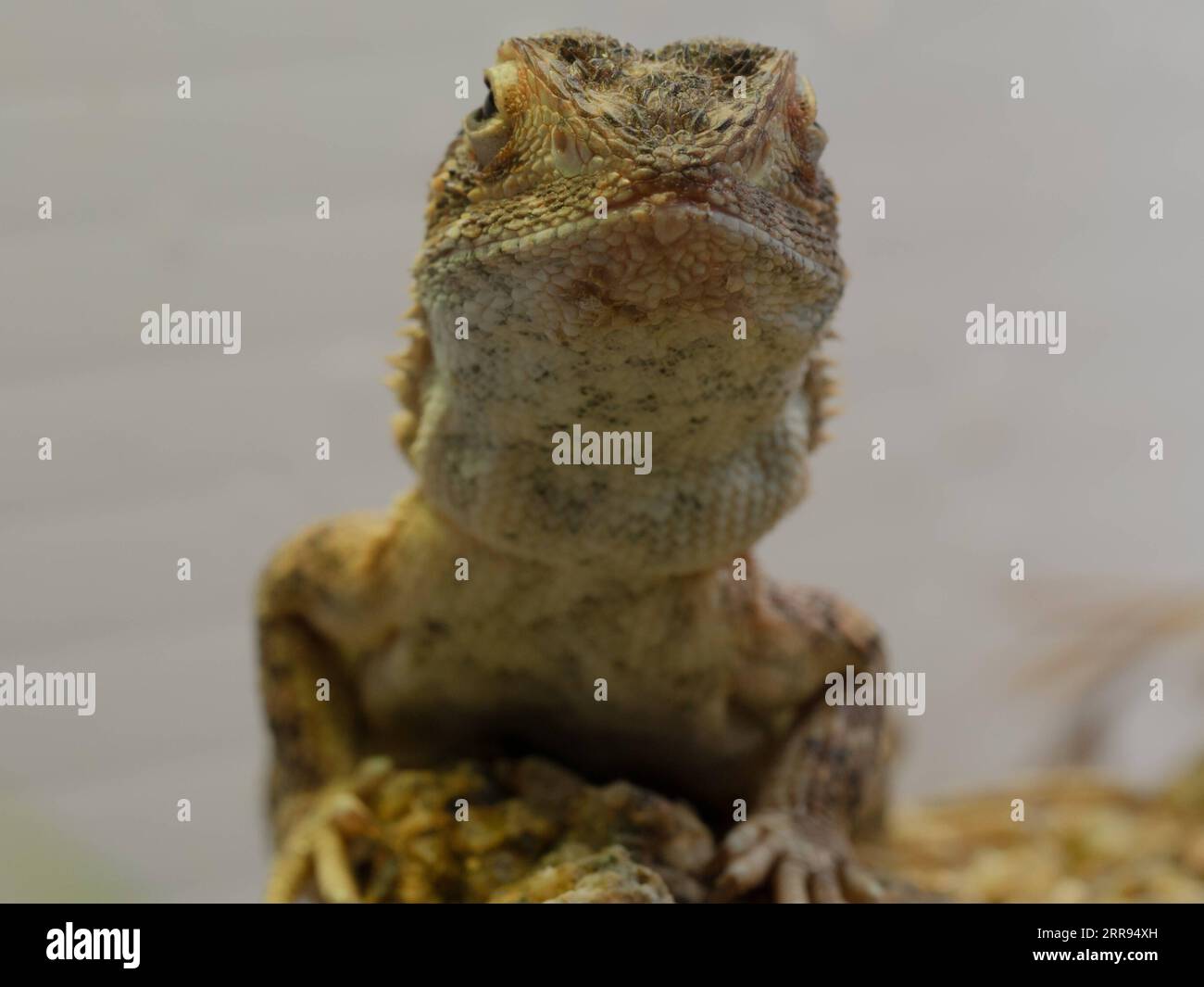 Grassland earless dragon australia hi-res stock photography and images ...