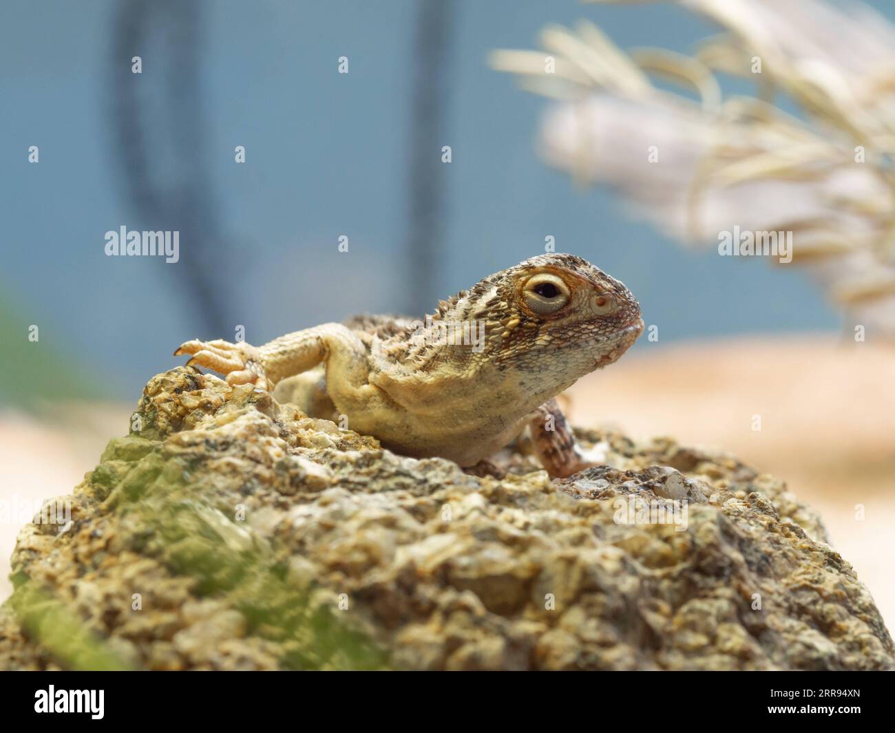 Grassland earless dragon australia hi-res stock photography and images ...