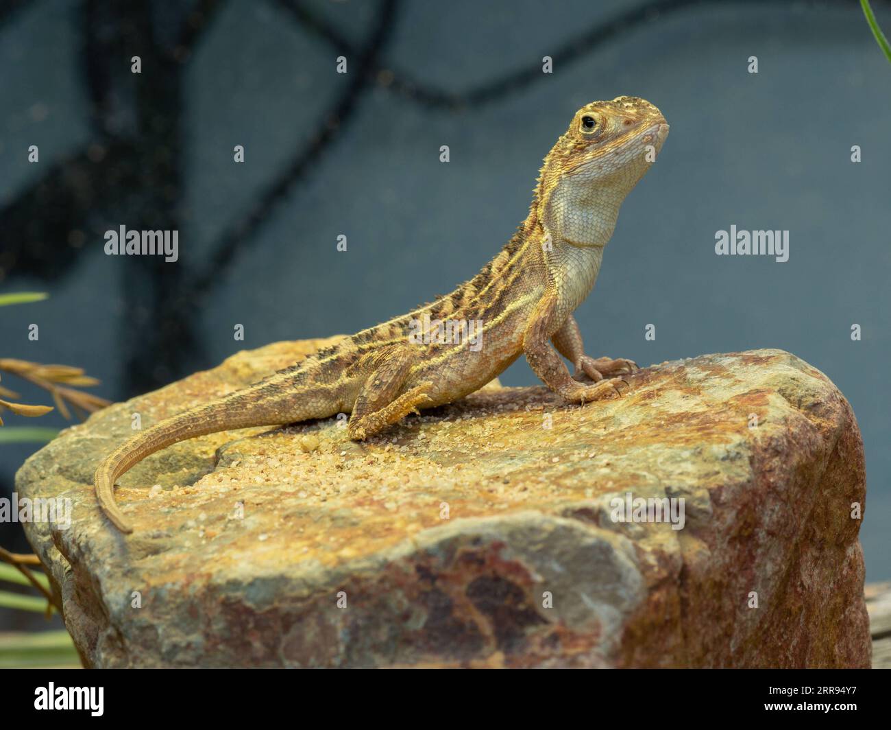 Grassland earless dragon australia hi-res stock photography and images ...