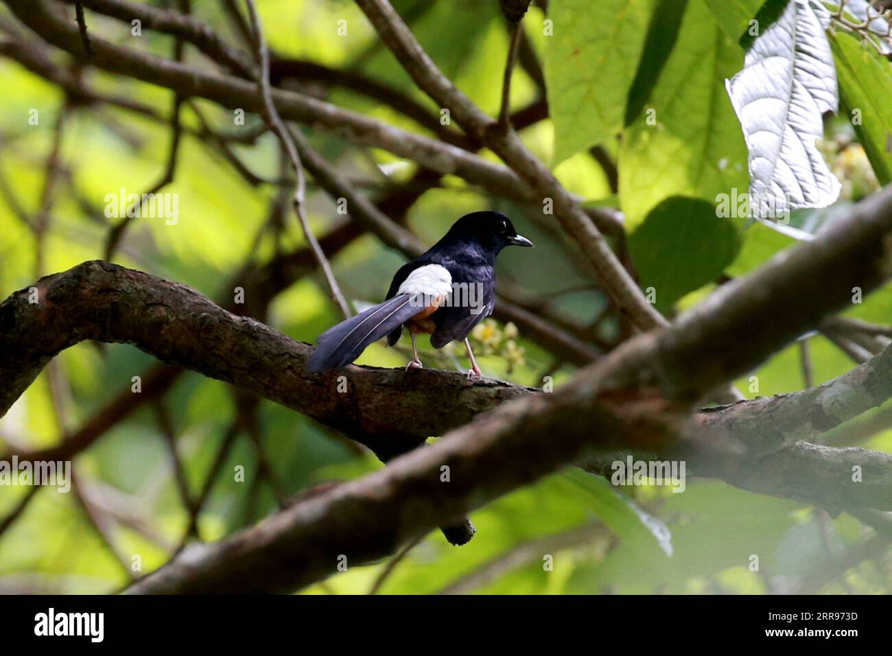 210531 -- MYANMAR, May 31, 2021 -- Photo taken on May 30, 2021 shows a ...
