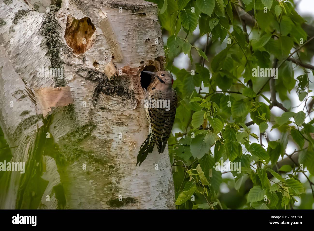 Bird. The northern flicker. Natural scene from state park of Wisconsin ...