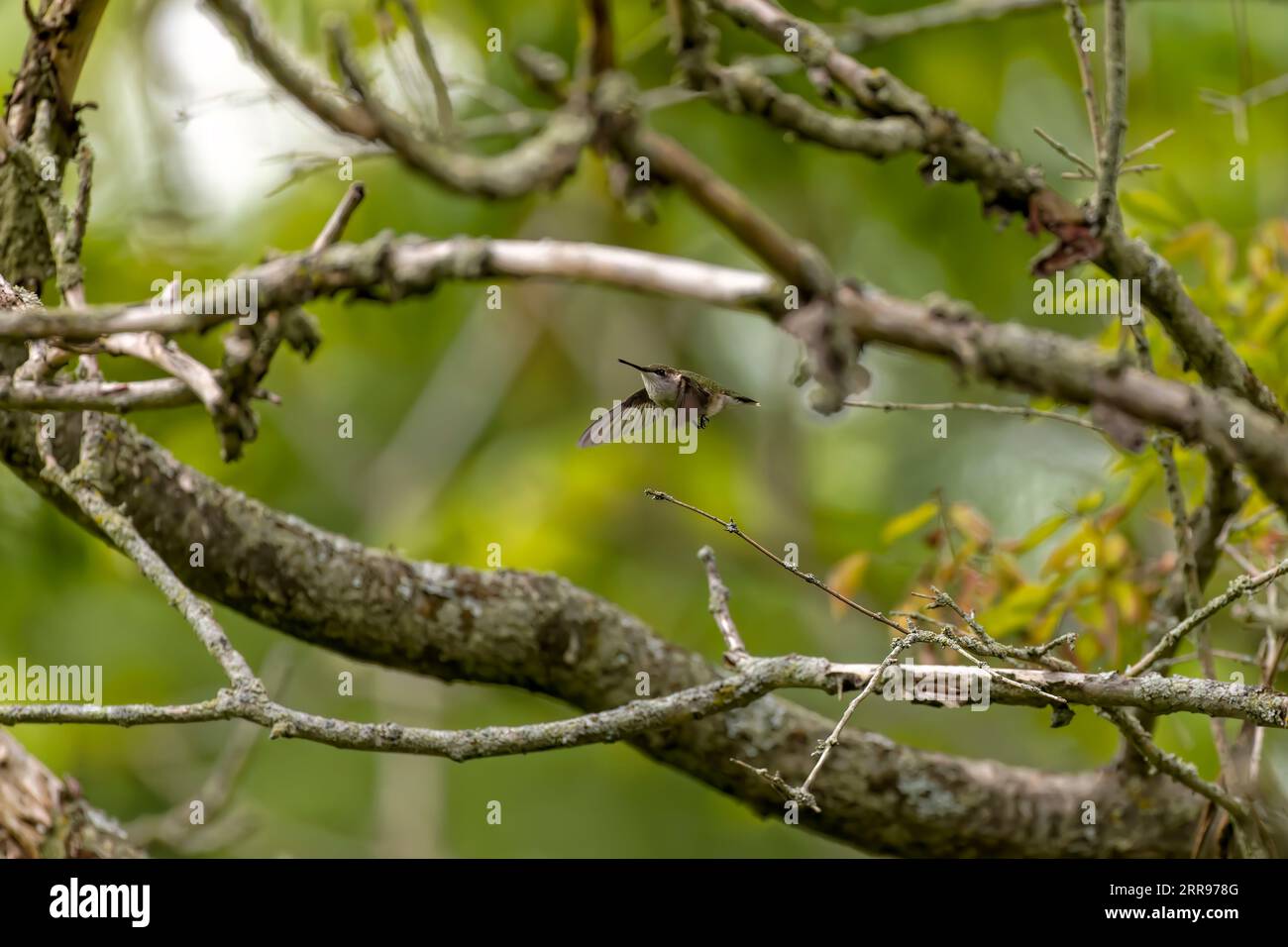 Ruby-throated hummingbird ( Archilochus colubris ) in flight Stock ...