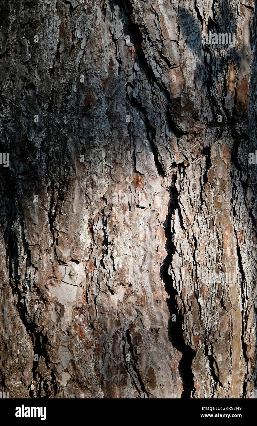 scots pine tree bark background Stock Photo - Alamy