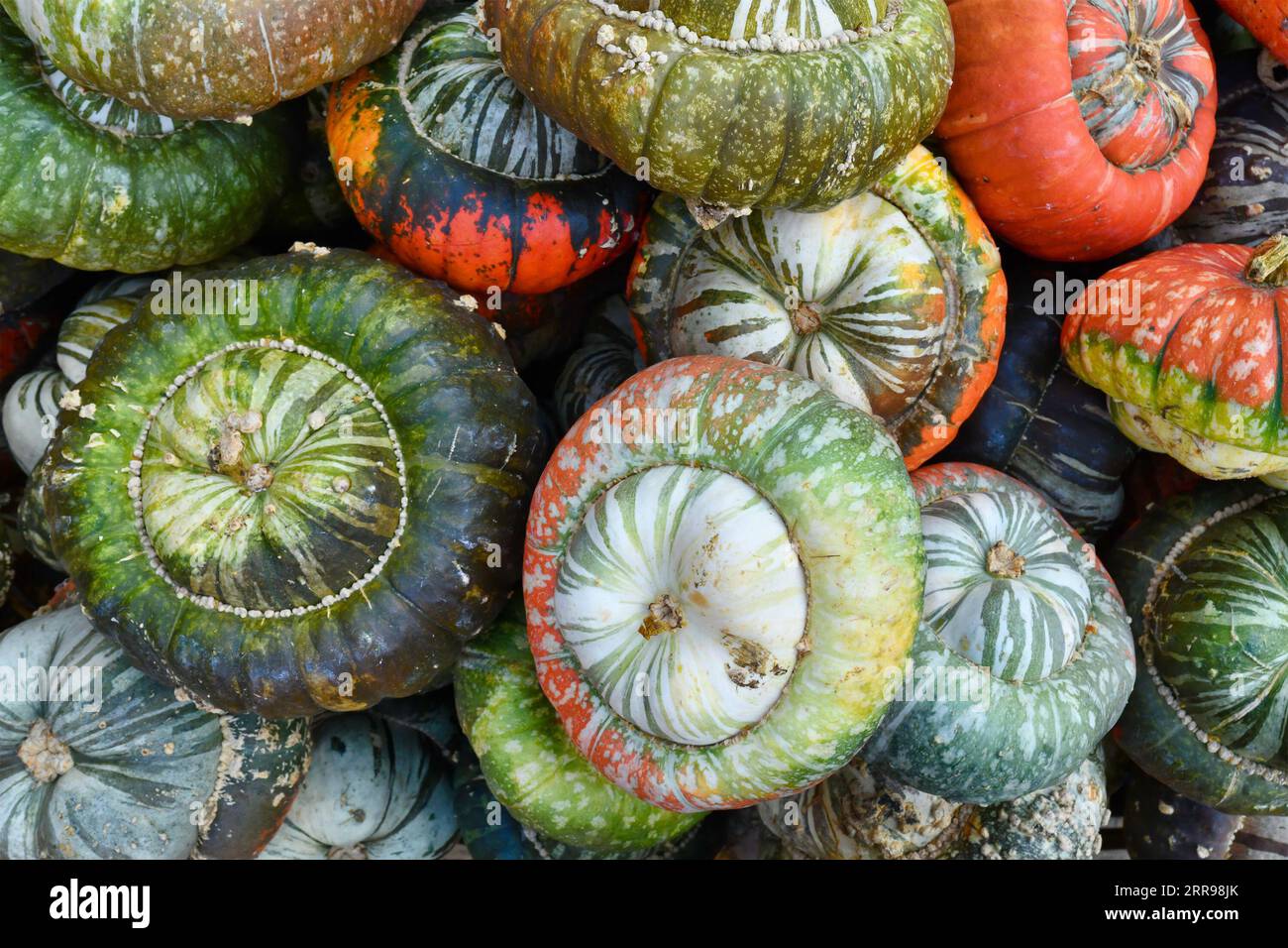 Top view of many colorful Turban squashes with warts and stripes on ...