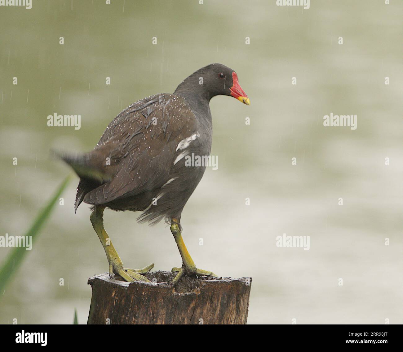 Moorhen feathers hi-res stock photography and images - Alamy