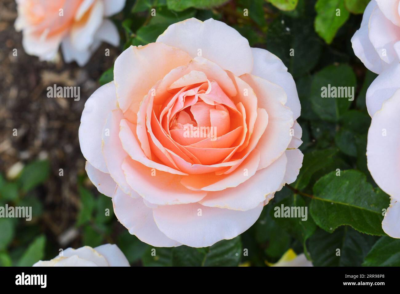 Peach colored hi-res stock photography and images - Alamy