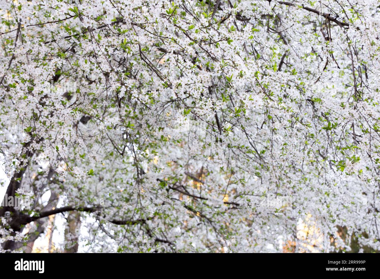 White themed tree hi-res stock photography and images - Alamy