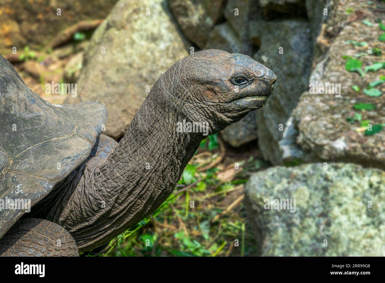 Close up portrait in profile hi-res stock photography and images - Alamy