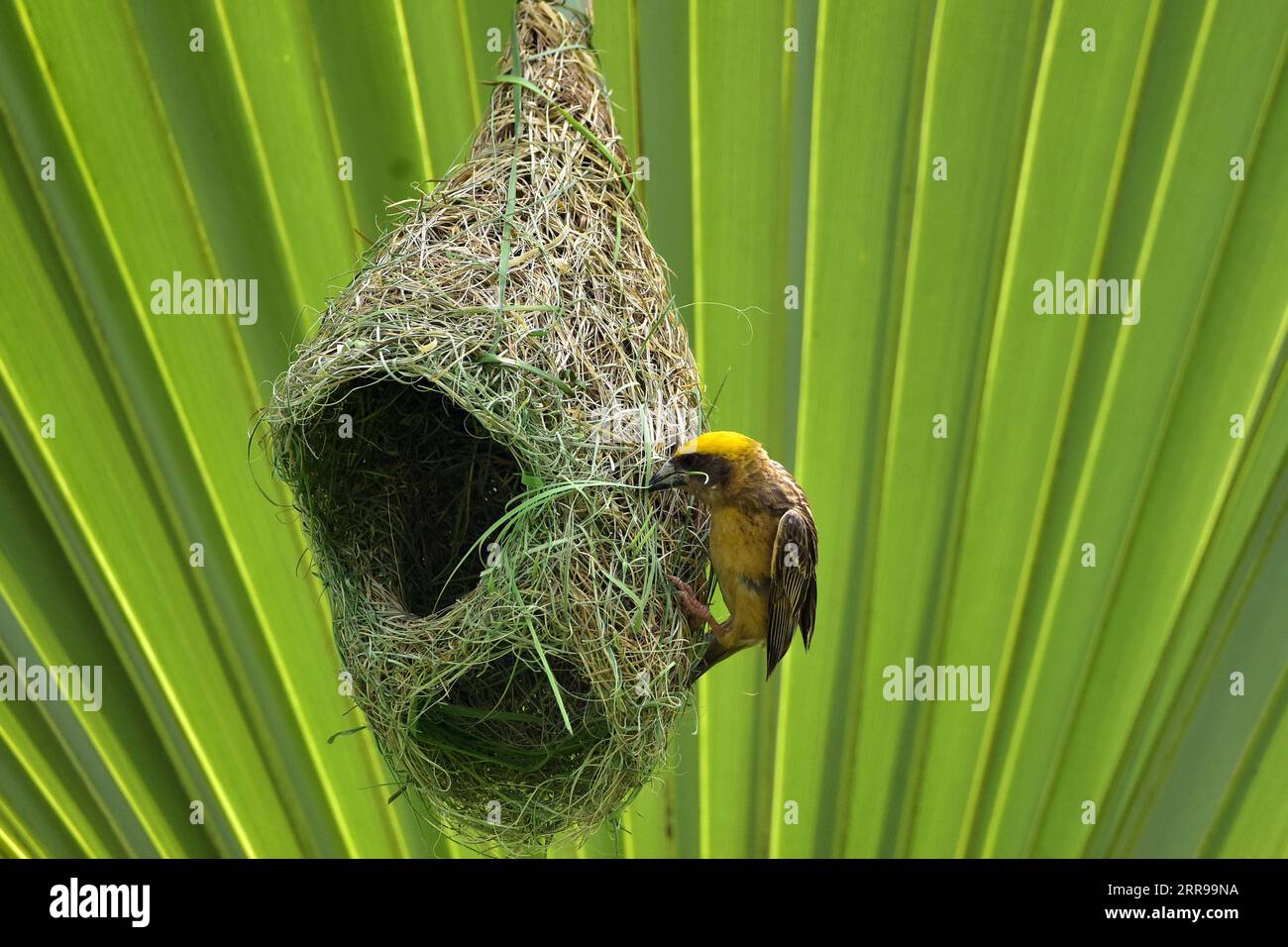 June weaver hi-res stock photography and images - Alamy