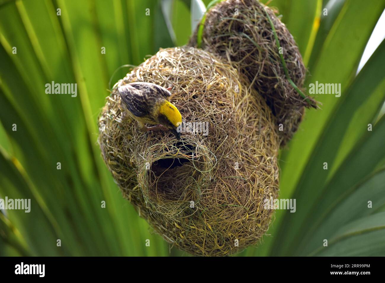 June weaver hi-res stock photography and images - Alamy