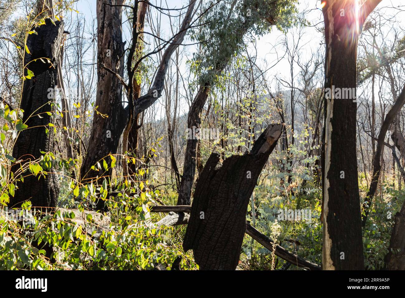 Regeneration after a bushfire hi-res stock photography and images - Alamy