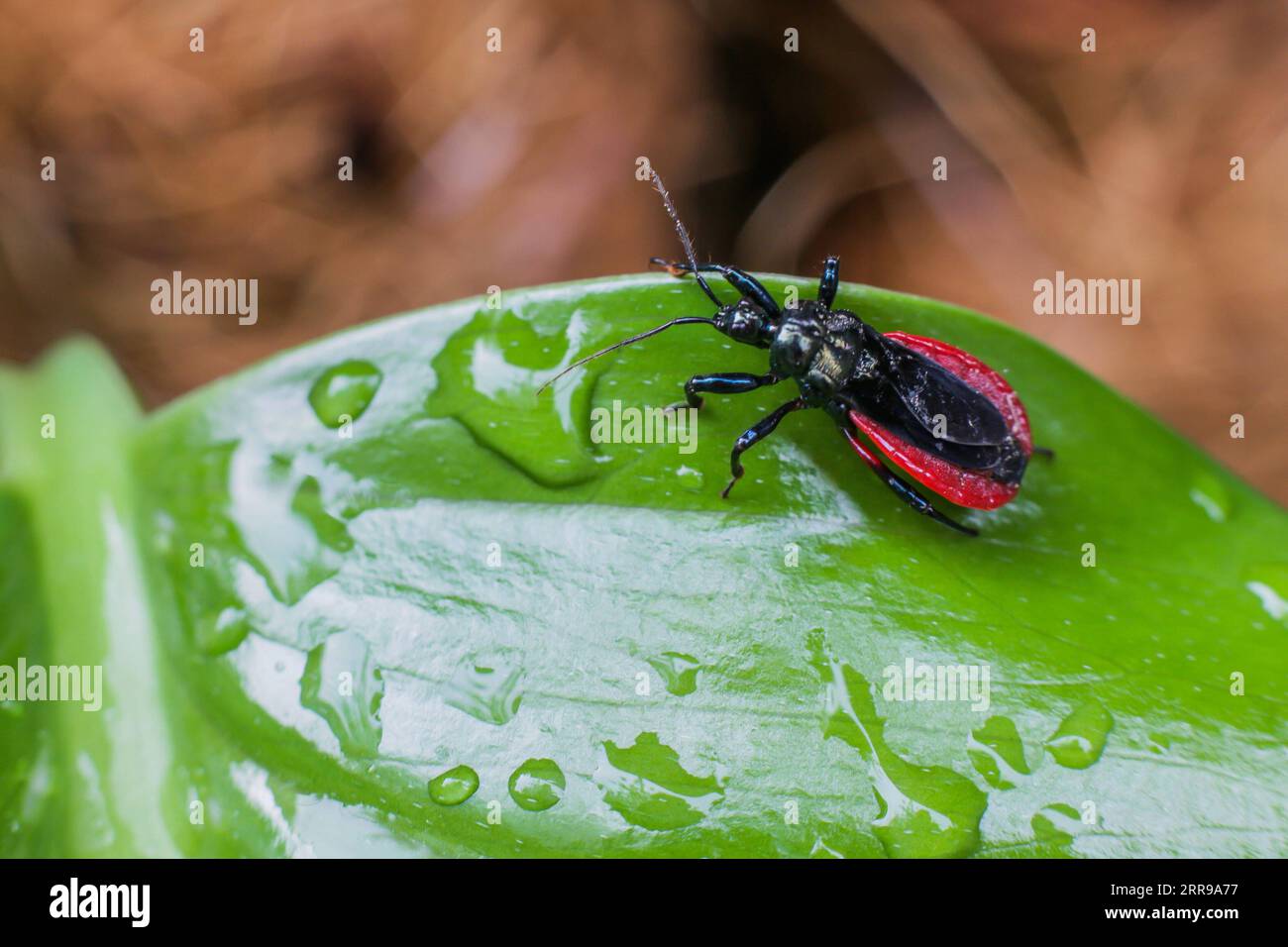 210605 -- MANILA, June 5, 2021 -- A bug is seen at a park in Manila ...