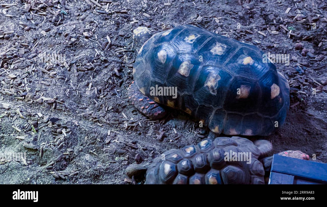 Turtles features hi-res stock photography and images - Alamy