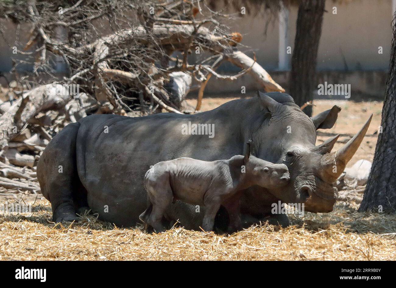 Gan safari baby hi-res stock photography and images - Alamy