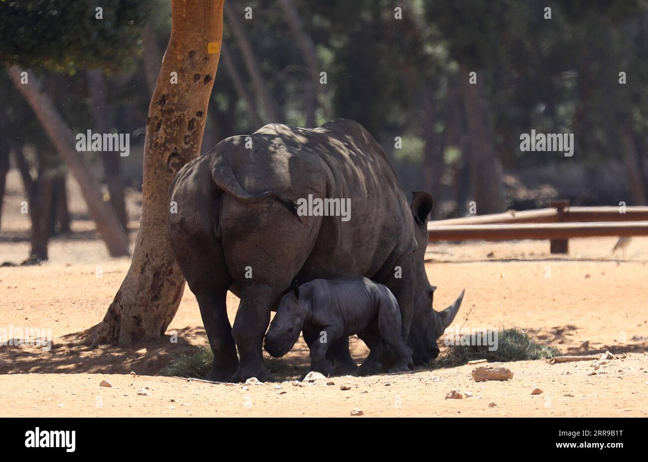 Gan safari baby hi-res stock photography and images - Alamy